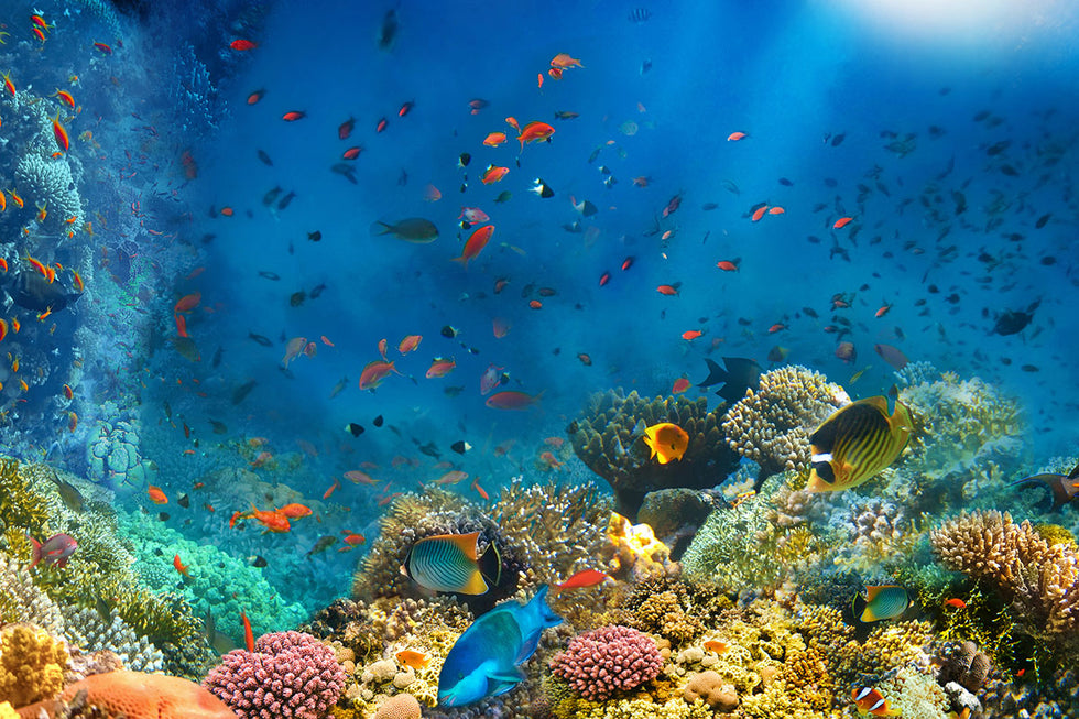 Spooner Spotlight: National Marine Sanctuary System – Reyn Spooner